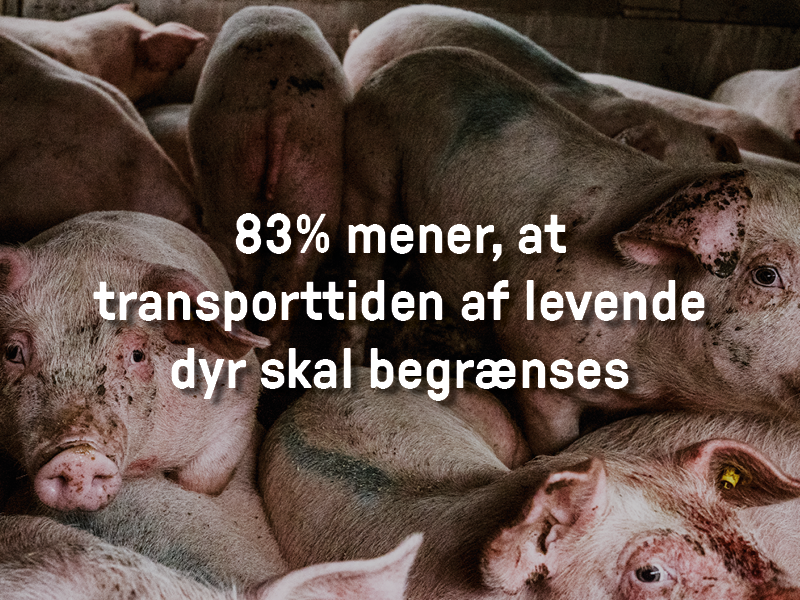 Valgkamp: Europæerne ønsker bedre velfærd for EU’s dyr | Dyrenes Beskyttelse